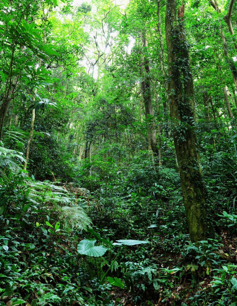 Rainforest Overgrowth Wall Mural - Murals Your Way