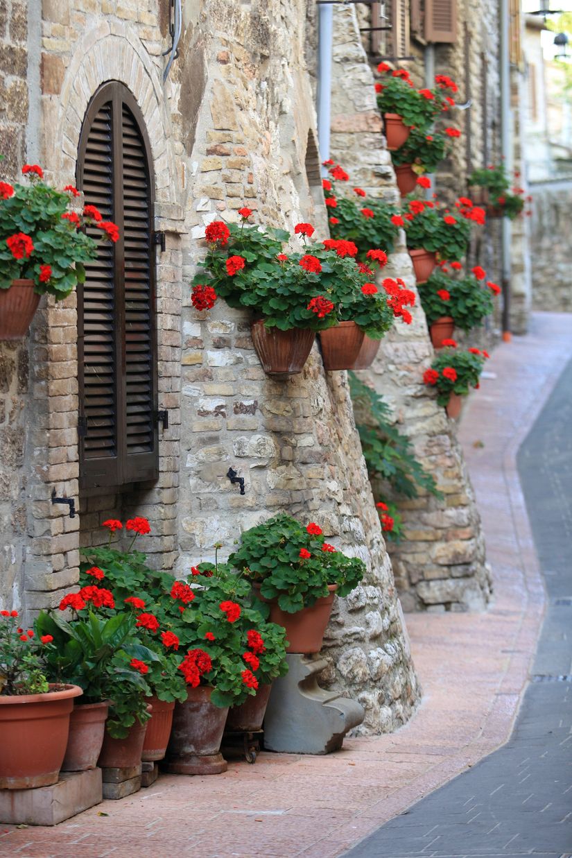 Geranium Flowers in Italian Streets Mural - Murals Your Way