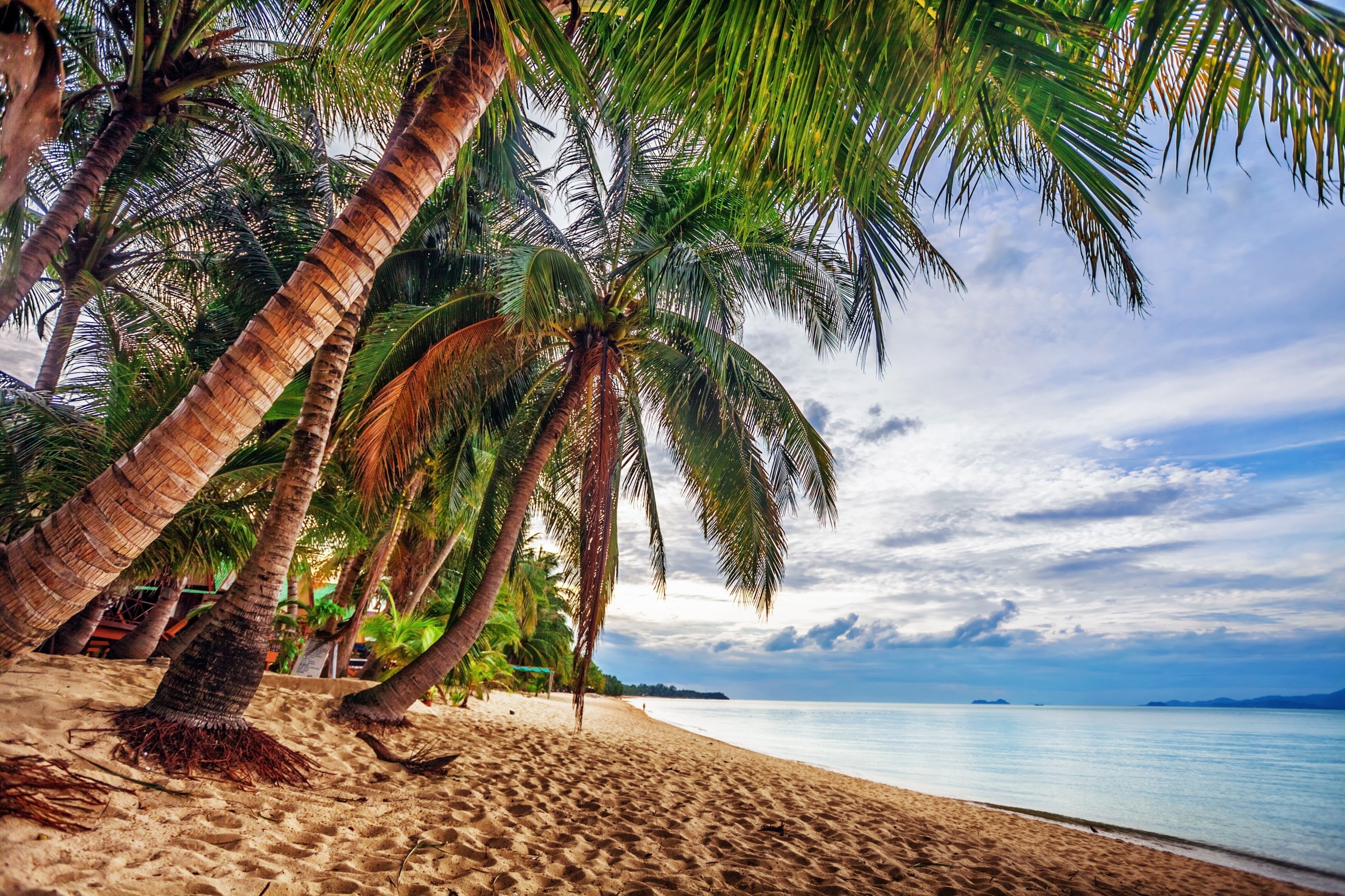 Leaning Palm Trees Wall Mural - Murals Your Way