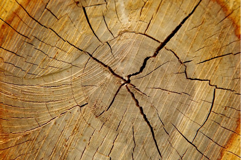 Annual Wood Rings Mural - Murals Your Way