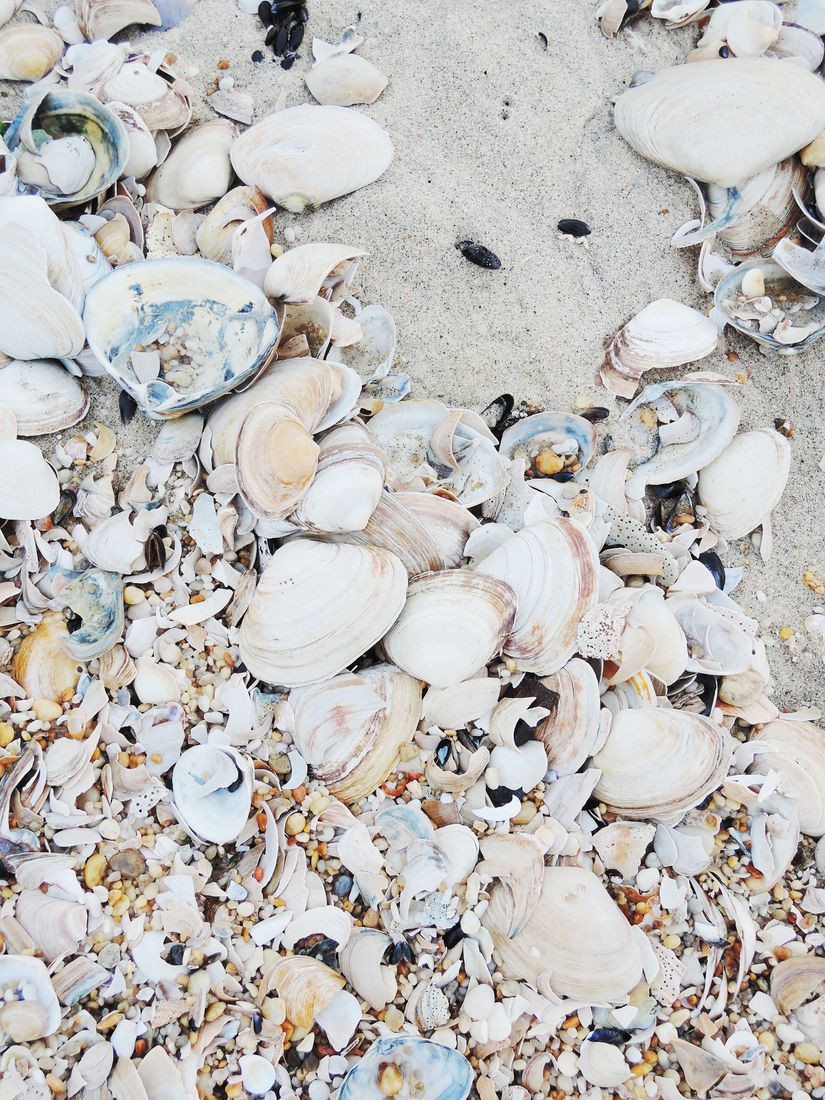 Seashell Pile Mural - Murals Your Way