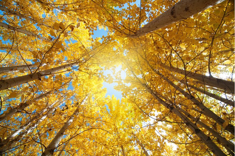 Upward View Of Fall Aspen Trees Mural - Murals Your Way