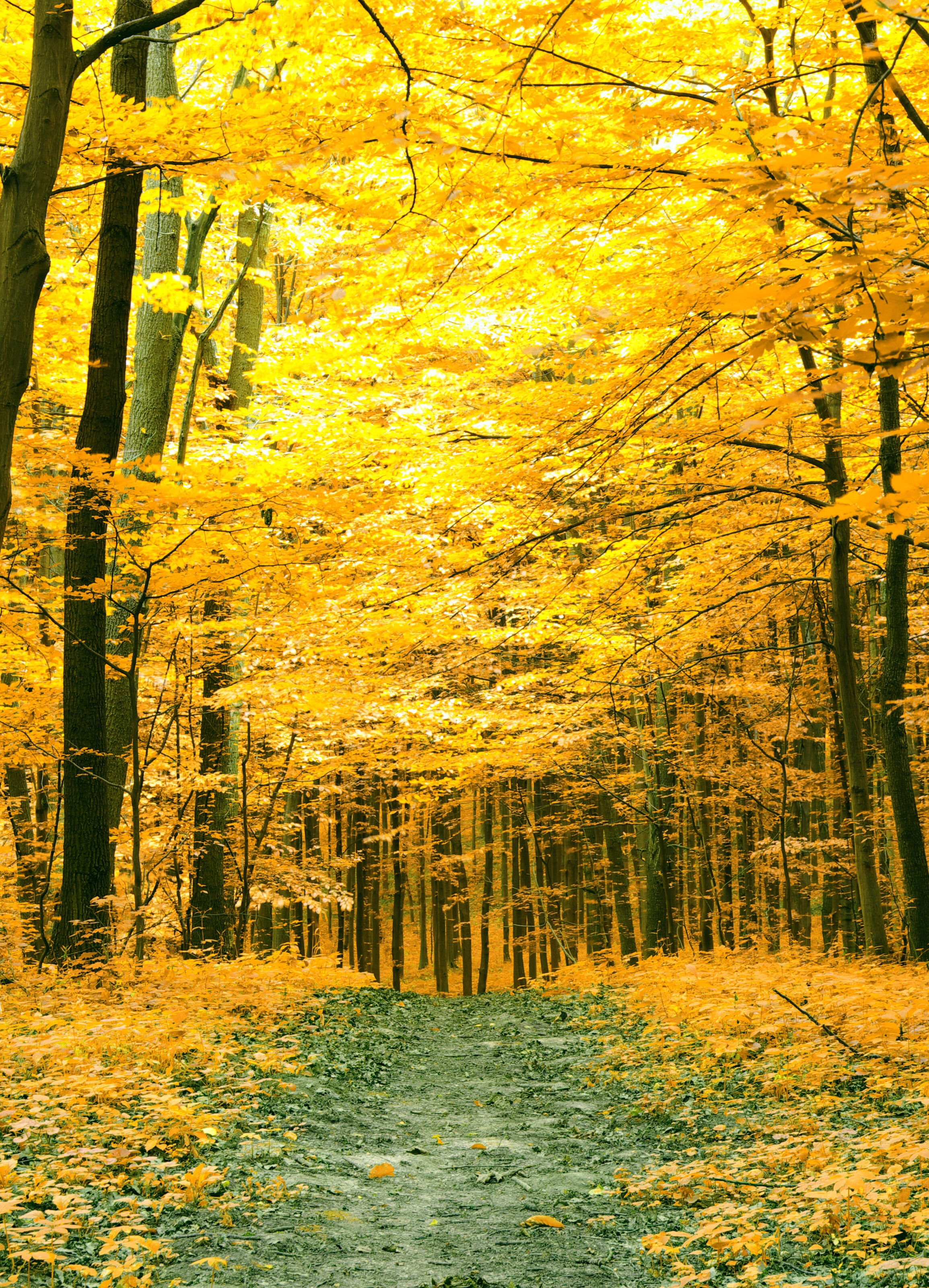 Golden Autumn Forest Wall Mural - Murals Your Way