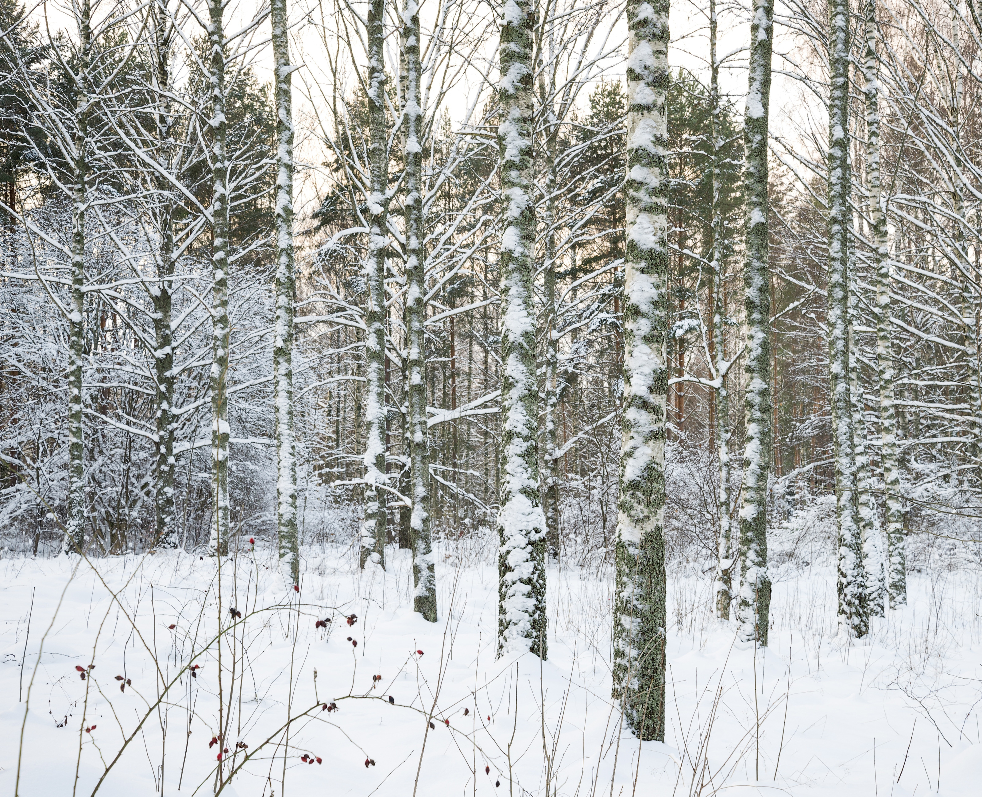 Trees In Snow Wall Mural - Murals Your Way