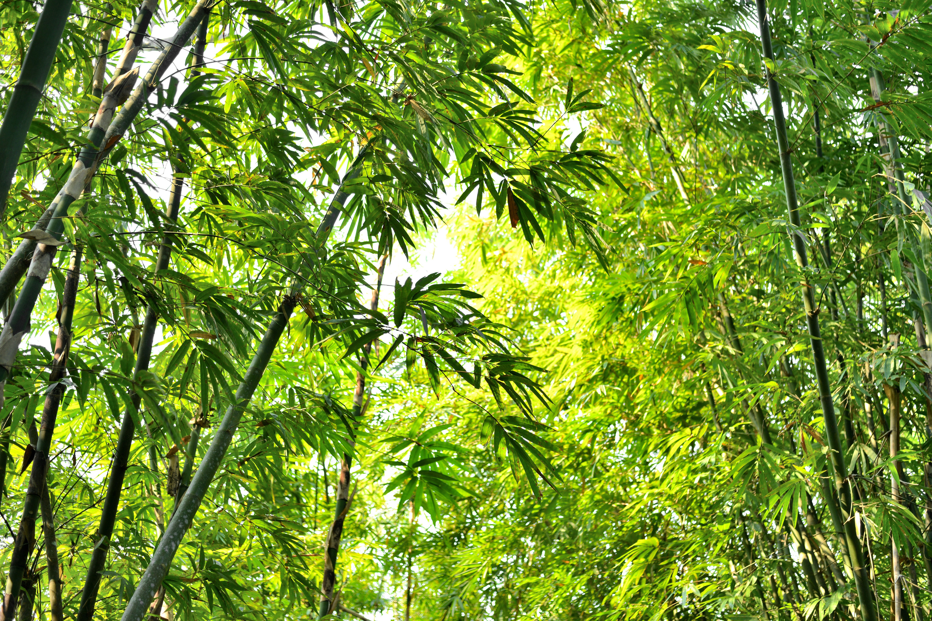 Glorious Bamboo Forest Wall Mural - Murals Your Way