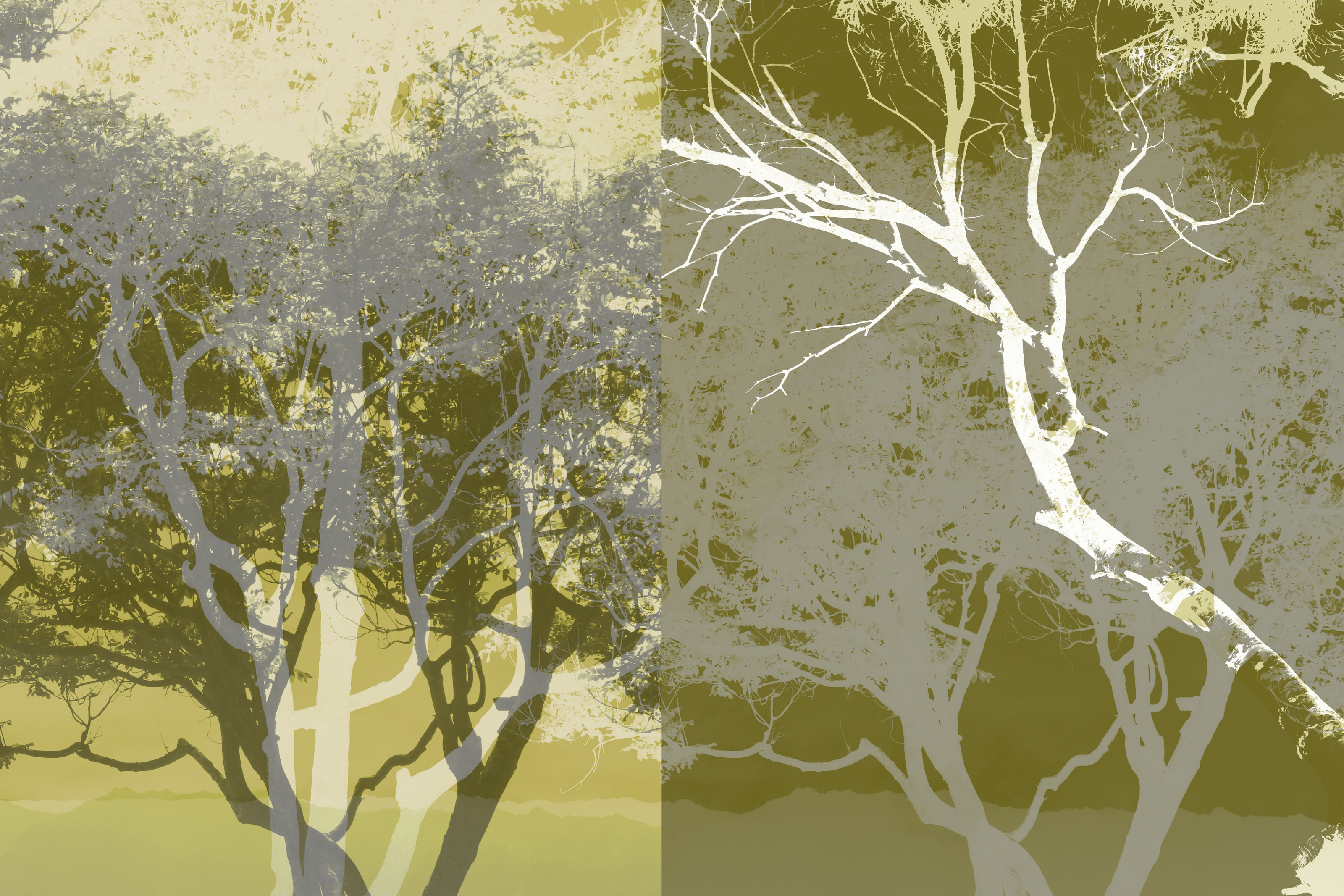 Trees Trees 2 Wall Mural - Murals Your Way