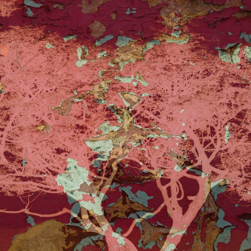 Weathered Tree-Red Mural - Matthew Lew - Murals Your Way