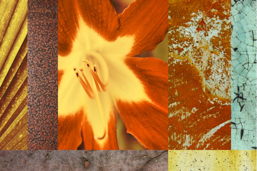 Wildflower-Orange Mural - Matthew Lew - Murals Your Way