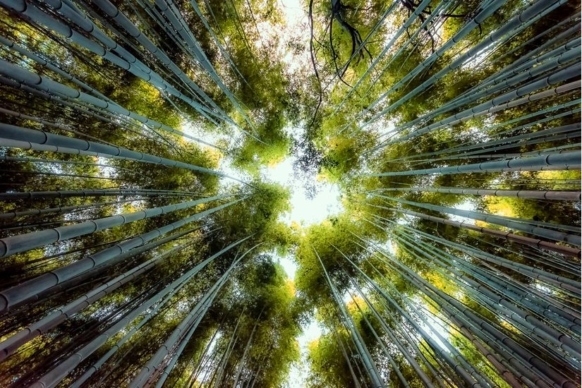 Into The Grove Wall Mural - Murals Your Way