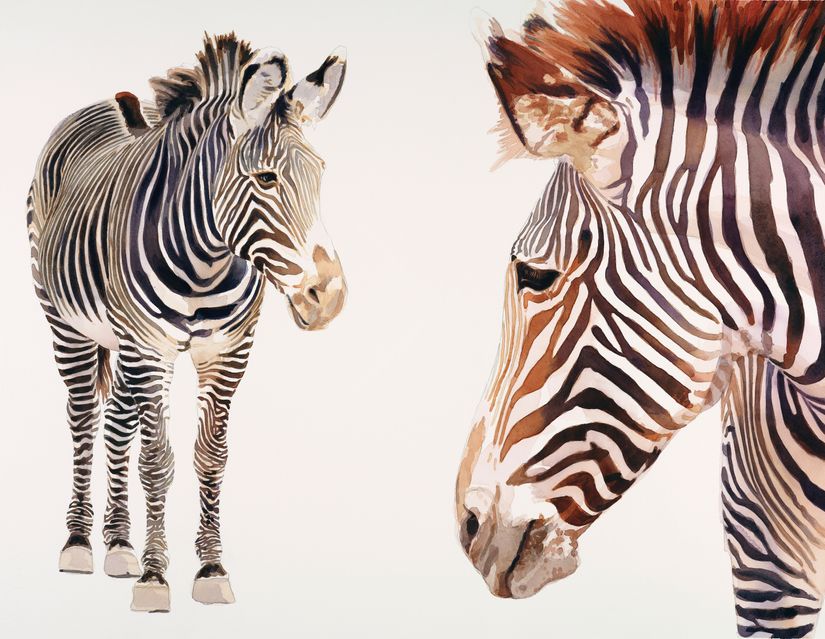 Zebra Pair Wall Mural - Murals Your Way