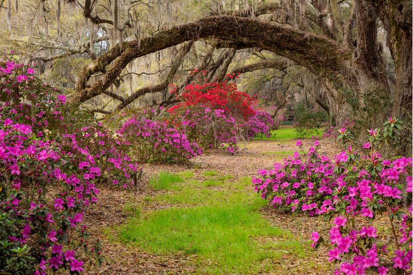 Azalea Tunnel Wall Mural - Murals Your Way