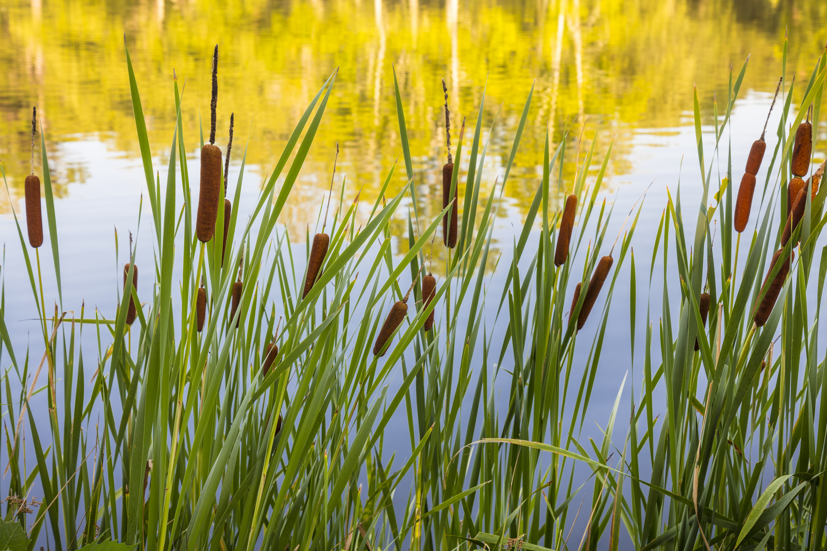 Cattails In Autumn Wall Mural - Murals Your Way