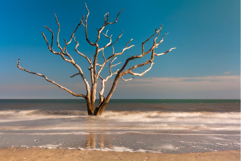 Bleached Tree Waves Wall Mural - Murals Your Way