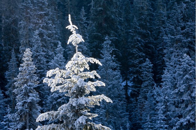 Frosty Tree Top, Wenatchee National Forest Mural - Stephen Matera ...