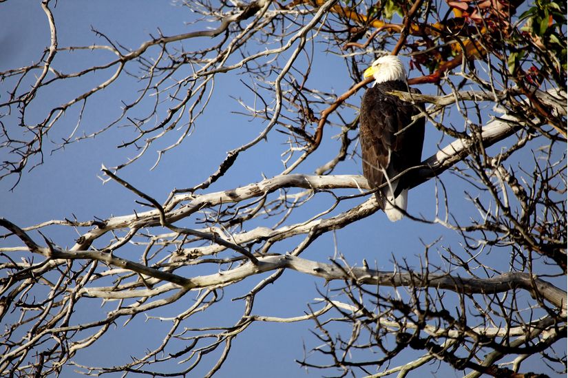Wallpaper Bald Eagle Trees