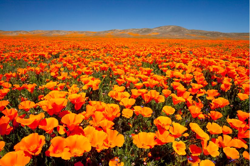 Califorina Poppy Field 2 Mural - Stephen Matera - Murals Your Way