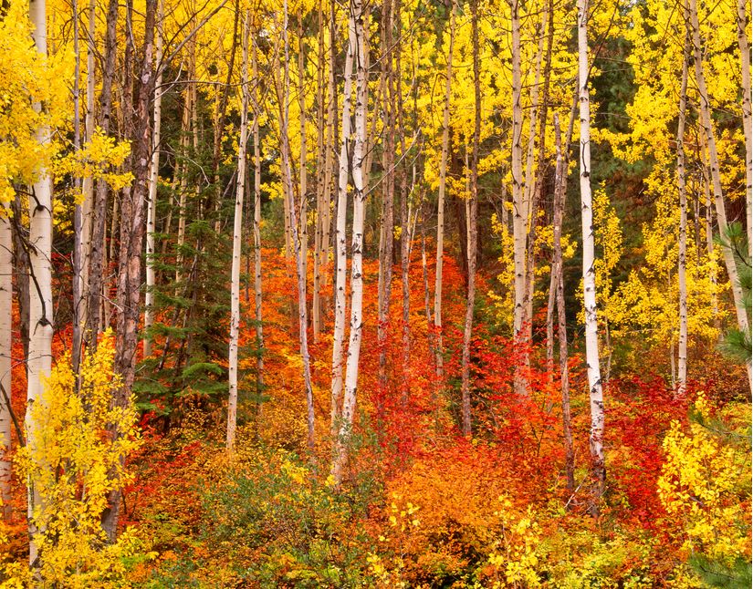 Aspens And Vine Maples In Autumn Mural By Stephen Matera - Murals Your Way