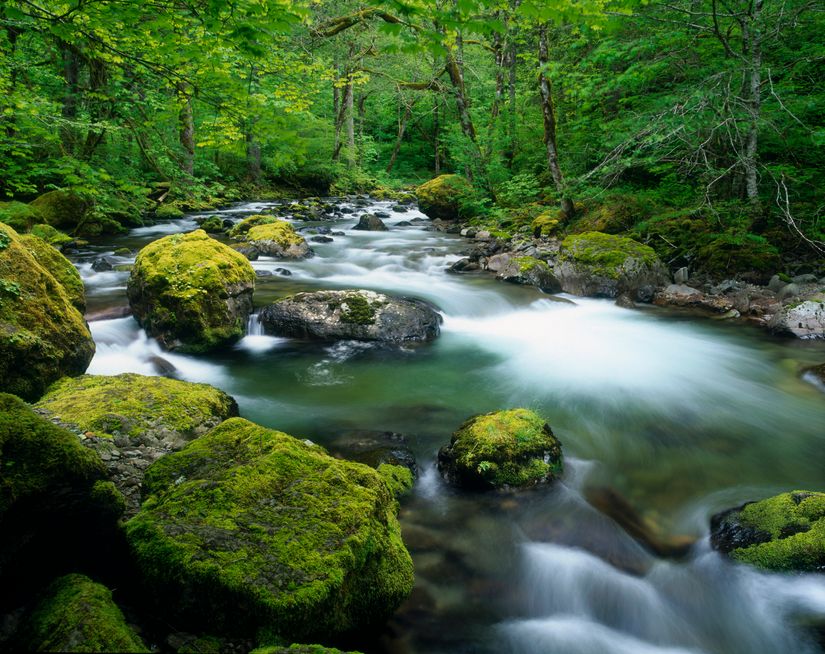 Skate Creek In Spring Mural - Stephen Matera - Murals Your Way