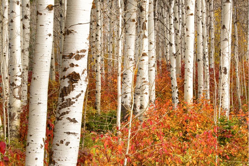 Birch Tree Mural | Autumn Forest Murals, Stephen Matera - Murals Your Way