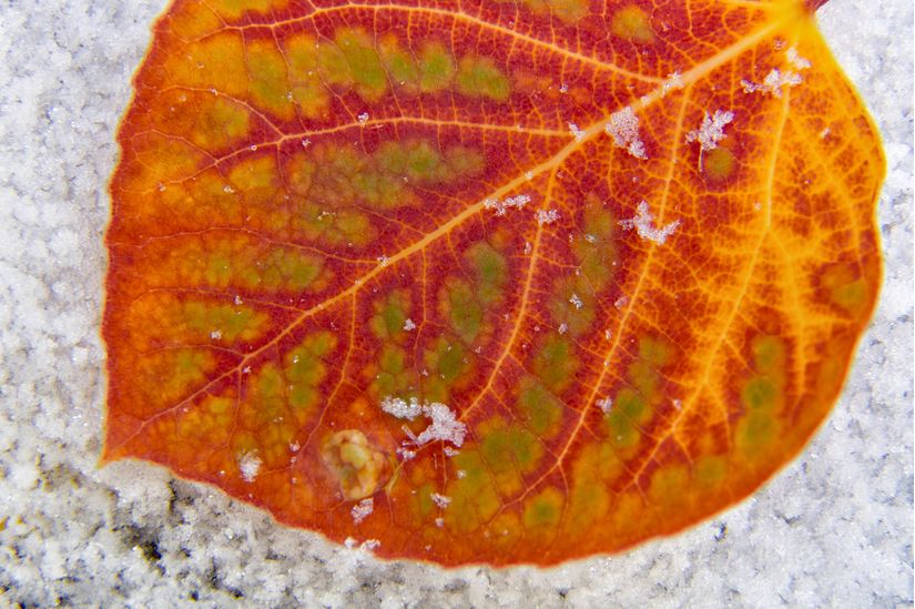 Autumn Aspen Leaf Mural - Stephen Matera - Murals Your Way