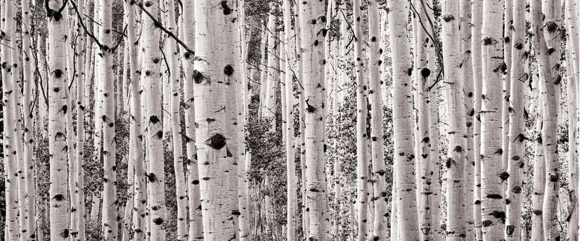 Aspen Tree Trunks Wall Mural by Stephen Matera - Murals Your Way