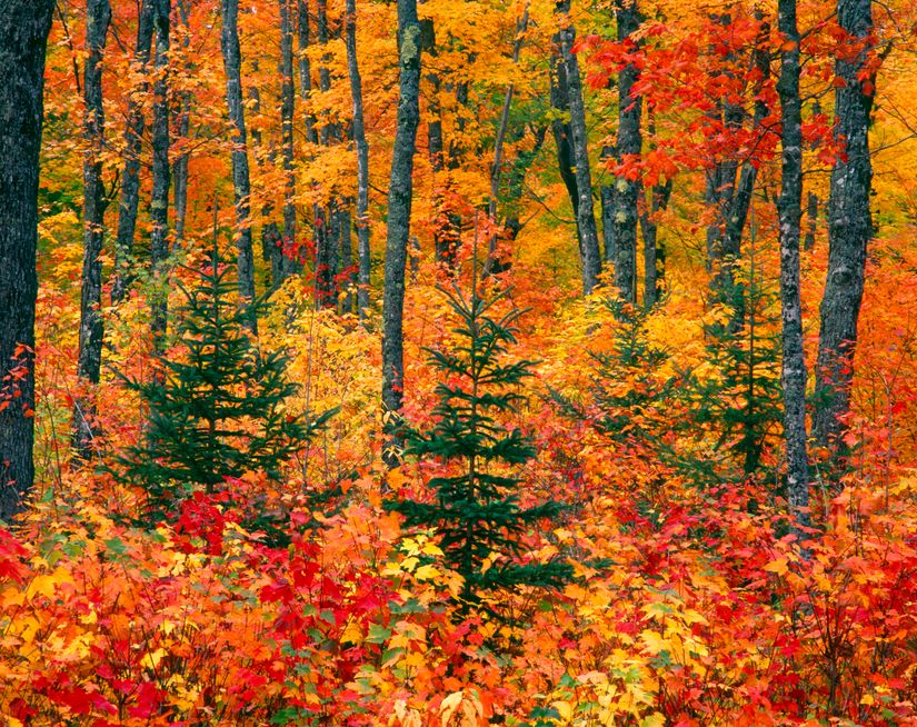 Autumn In The Upper Peninsula, Michigan Mural - Stephen Matera - Murals ...