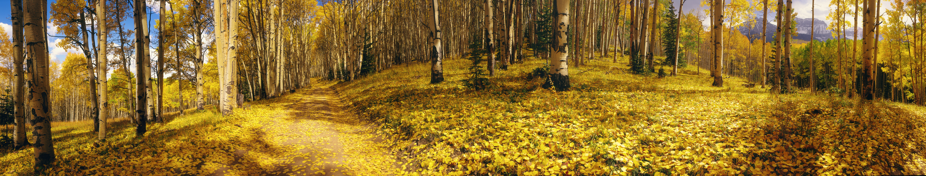 A Sea Of Fall Wall Mural - Murals Your Way