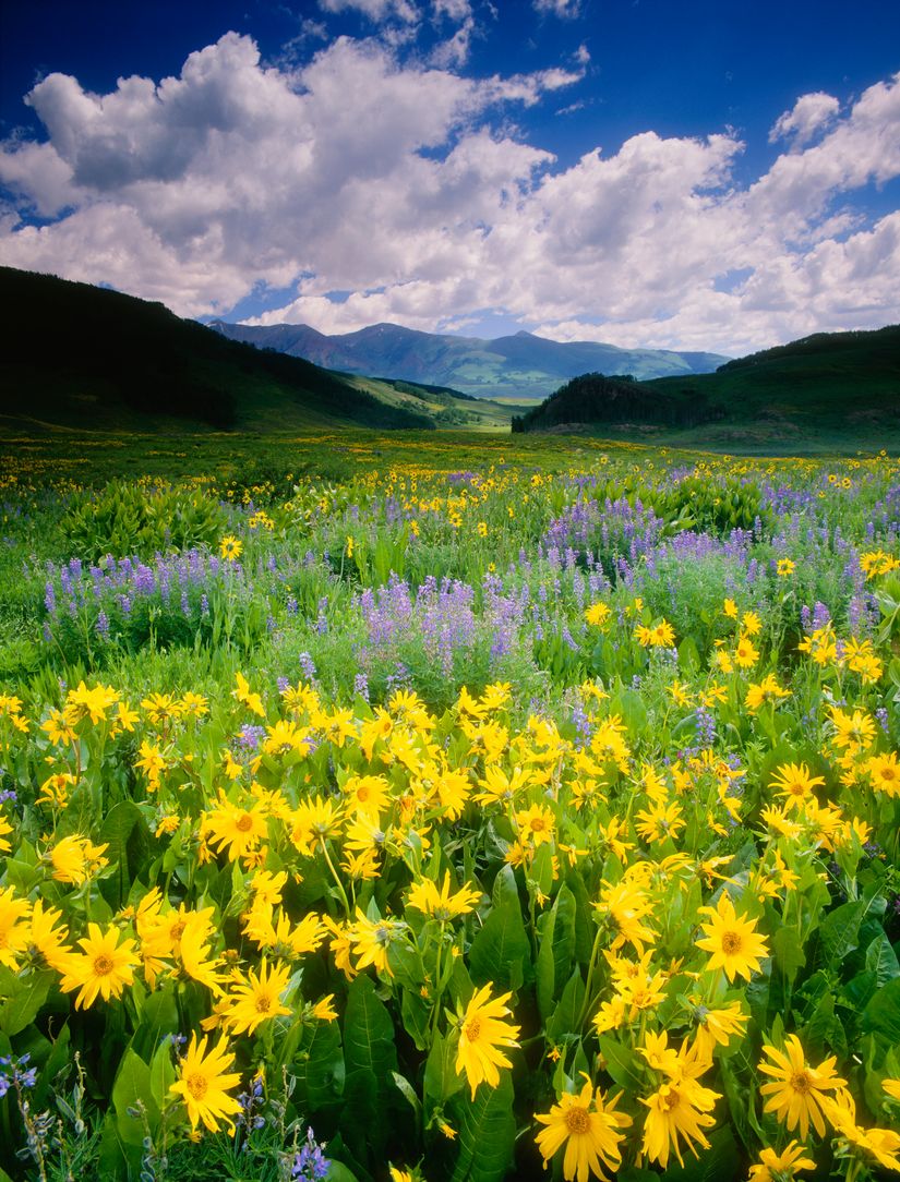 Wildflowers At Crested Butte Wallpaper Mural - Murals Your Way