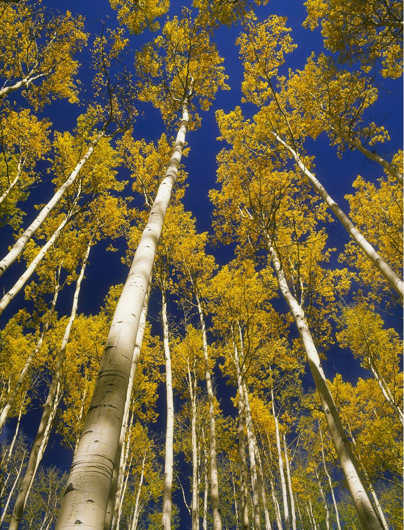 Forest Wall Mural | Mural of Aspen Trees in Autumn - Murals Your Way