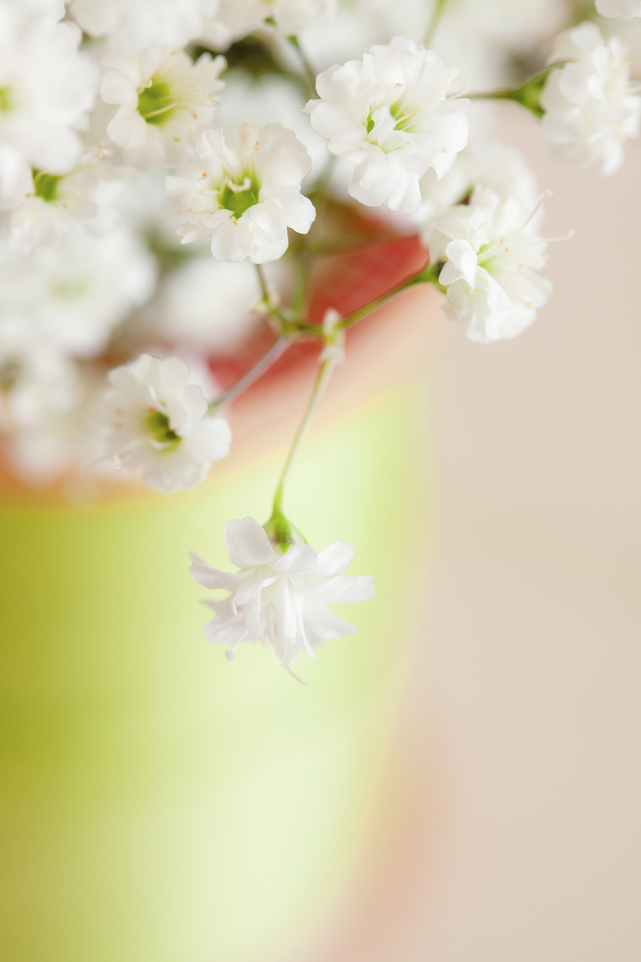 Soft (Longenecker) Wall Mural - Murals Your Way