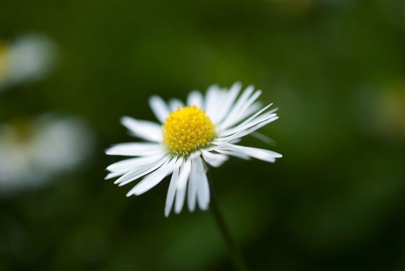 Daisy Mural - Veronique Dubois - Murals Your Way