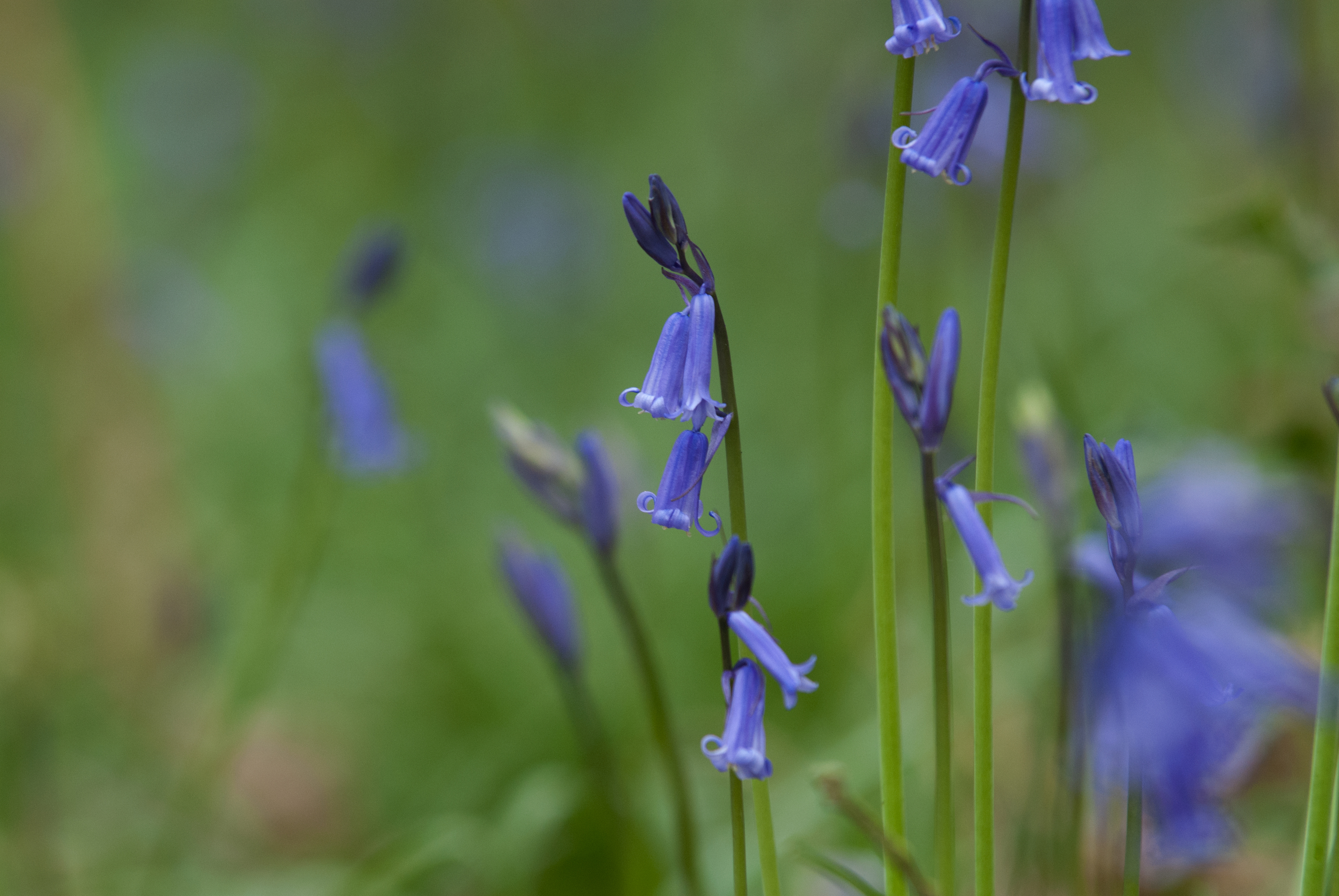Poem Wall Mural | Flower Wall Mural - Murals Your Way