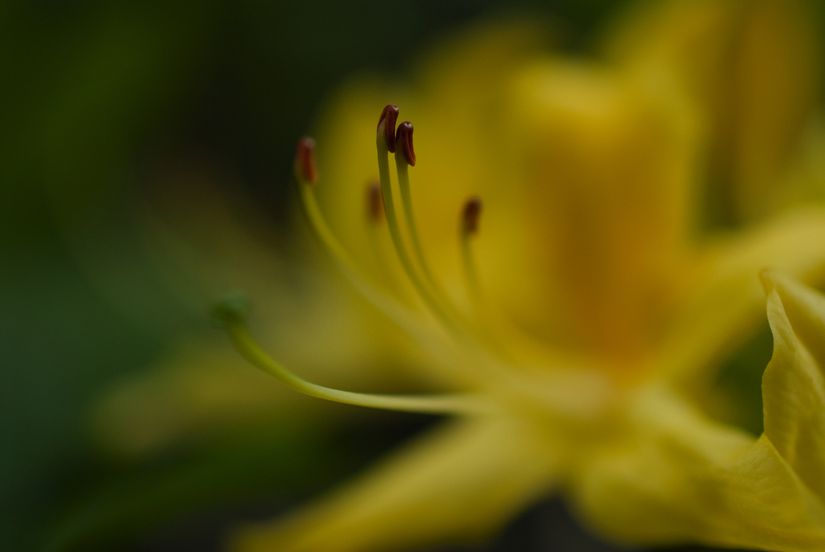 Yellow Mural - Veronique Dubois - Murals Your Way