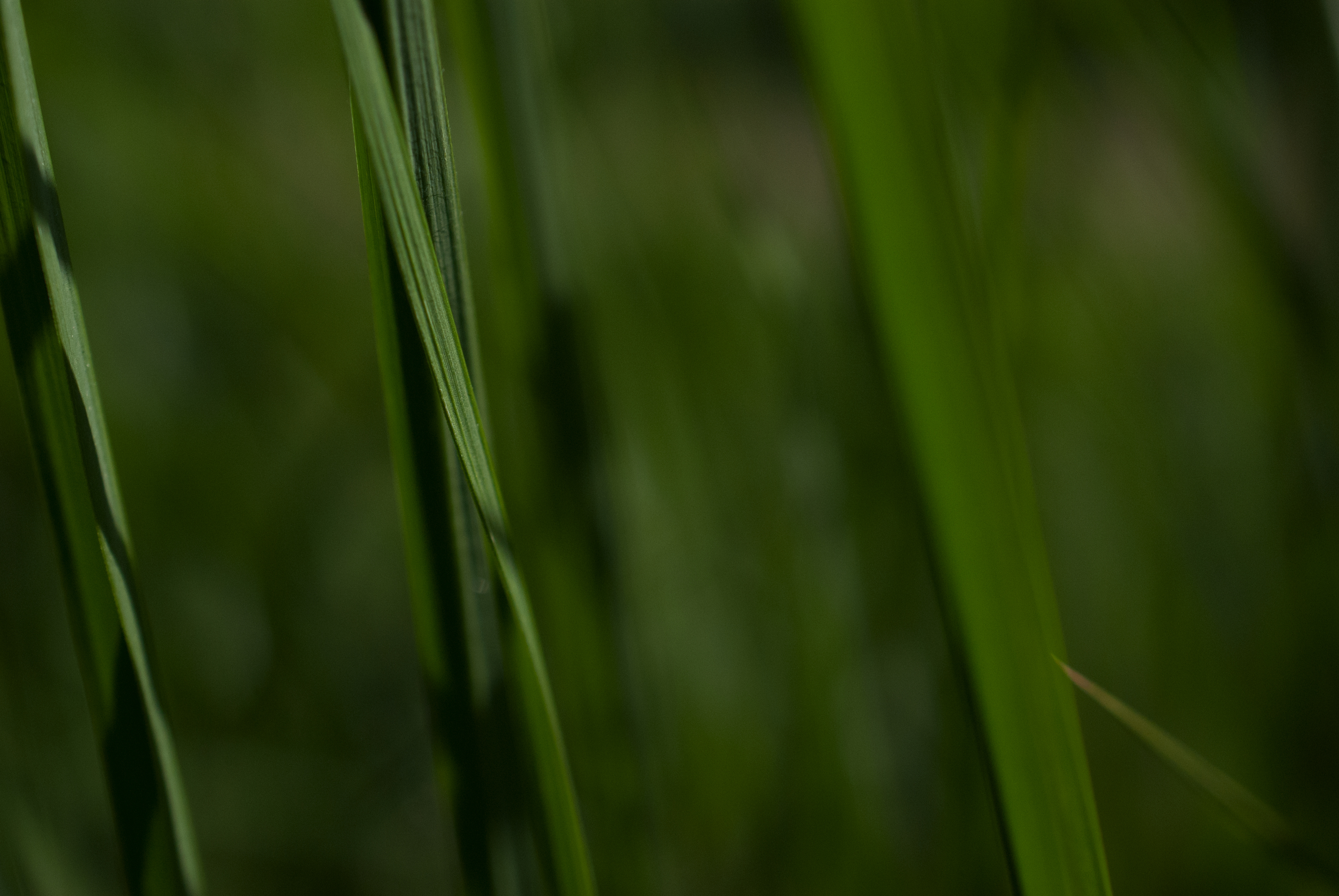 Green Grass 2 Wall Mural - Murals Your Way