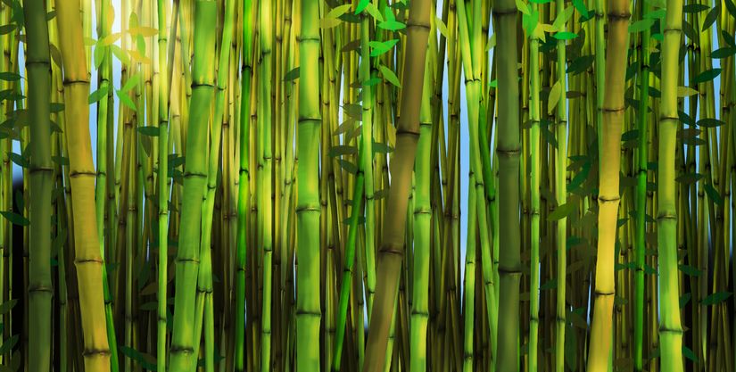 Bamboo Forest Wallpaper | Nature Mural - Murals Your Way