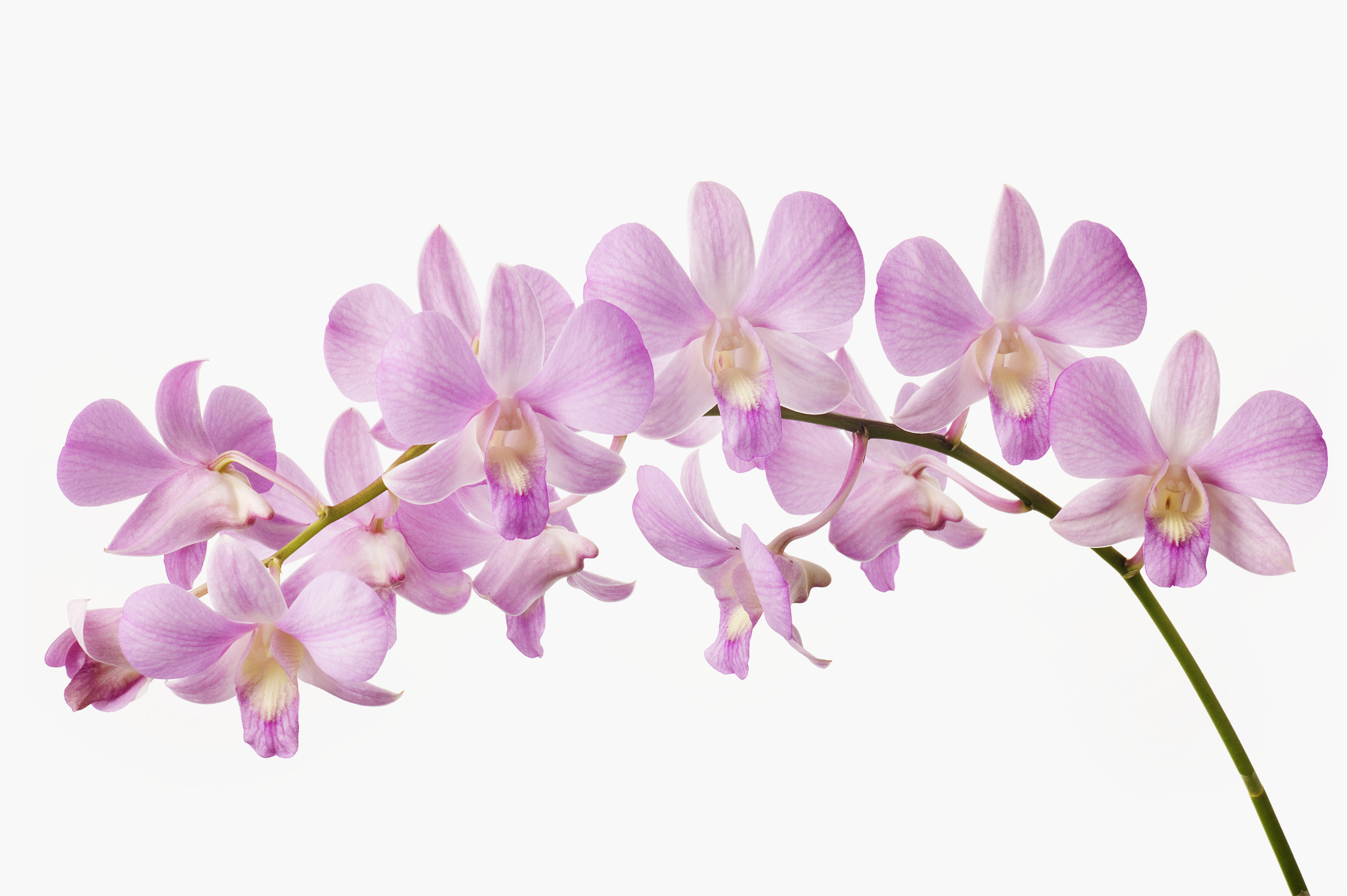 Orchid I Mural - Murals Your Way