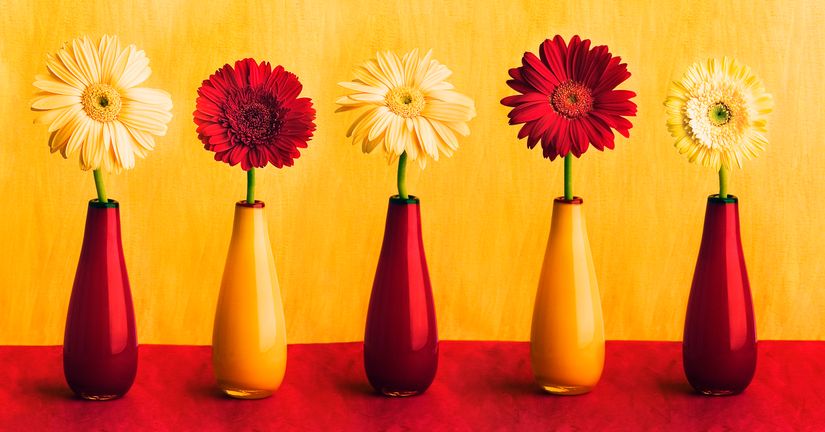 Daisies II Mural - Murals Your Way