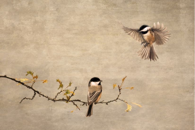 Chickadee Encounter II Wall Mural - Murals Your Way