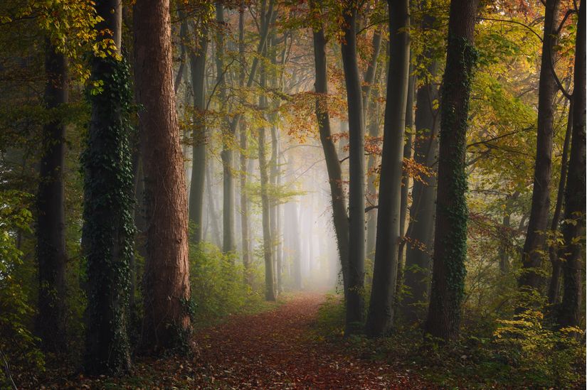 Path Through Autumn Colorful Forest Wall Mural - Murals Your Way