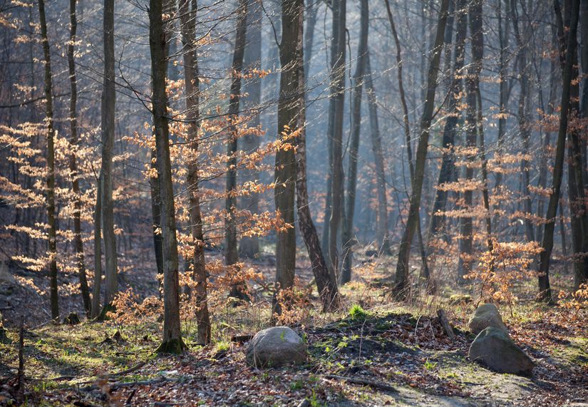 Spring Forest In Oliwa, Poland Mural - Murals Your Way