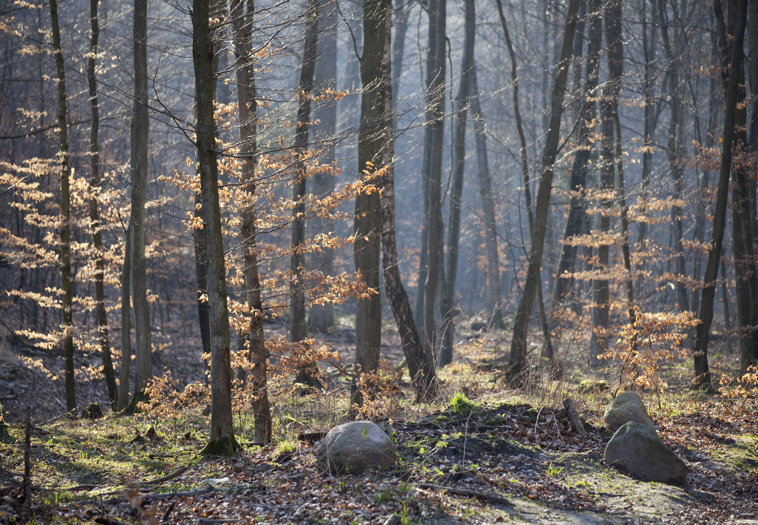 Spring Forest In Oliwa, Poland Mural - Murals Your Way