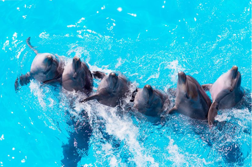 Dolphin Conga Line Mural - Murals Your Way