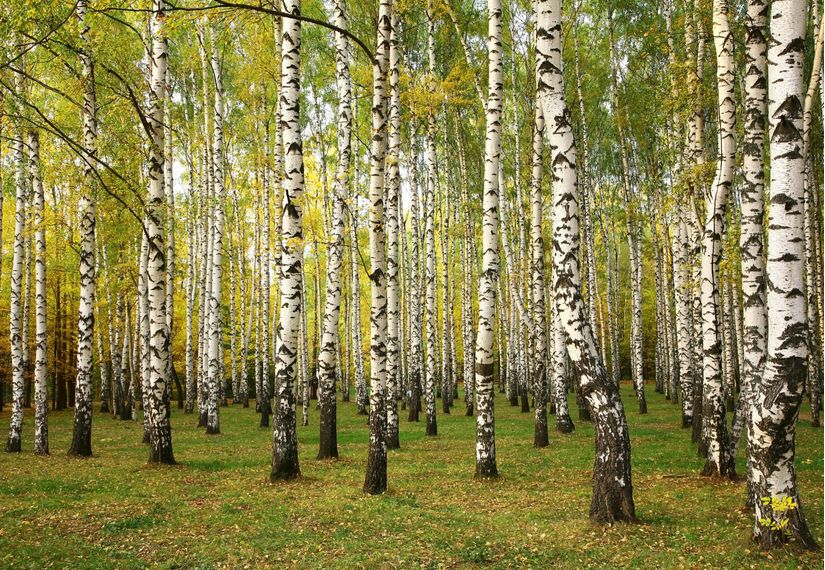 Birch Tree Forest Wallpaper