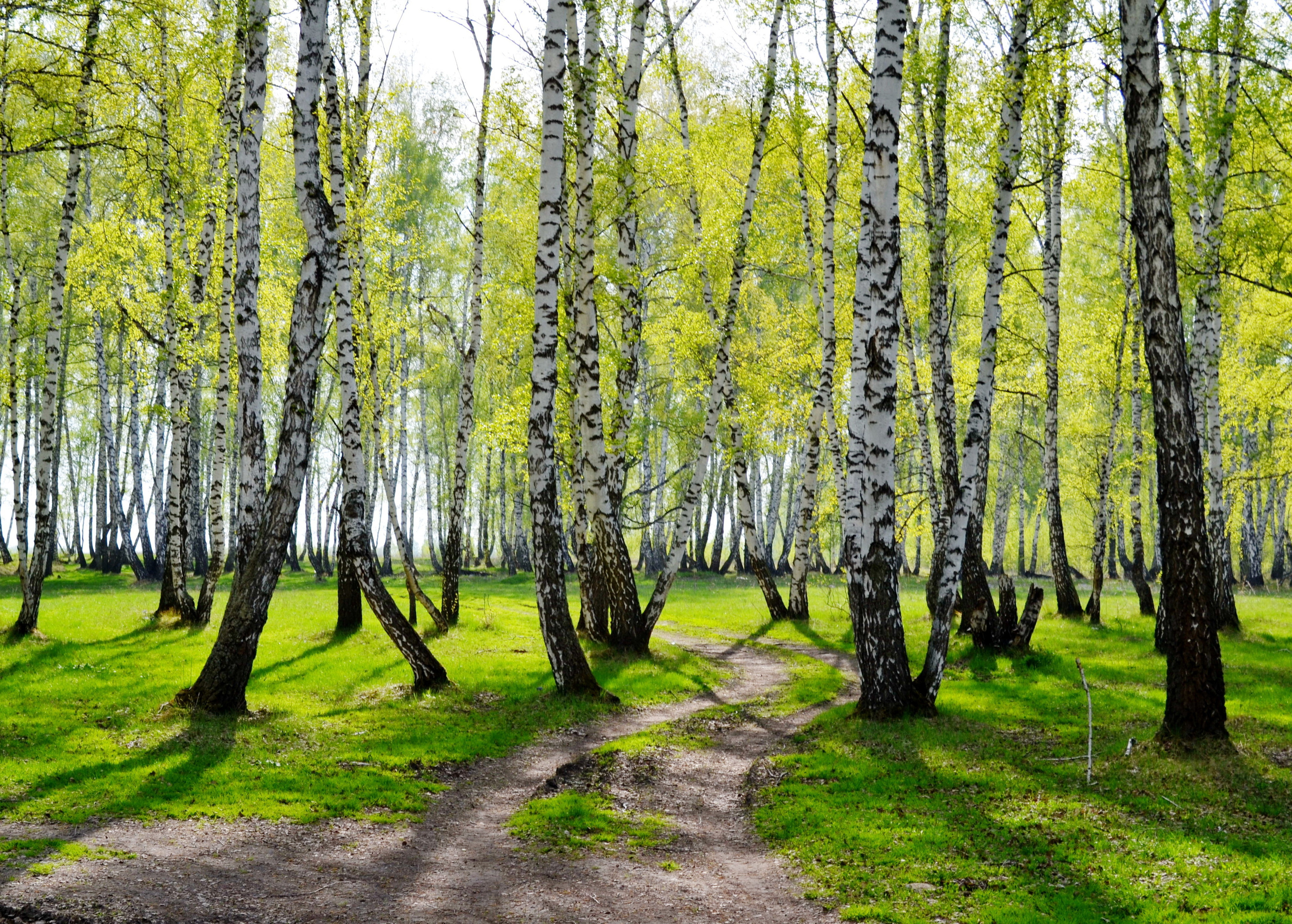 Springtime Trees Wallpaper Mural - Murals Your Way