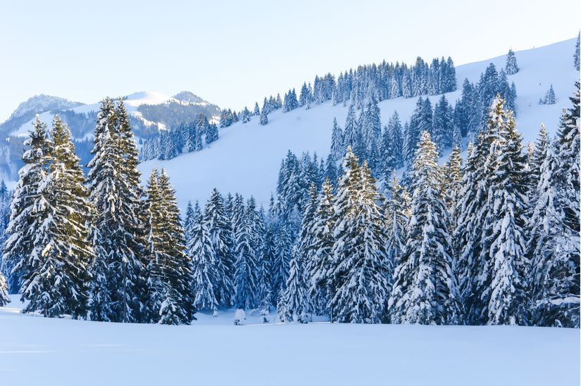 Snowy Alpine Trees V Wallpaper Mural - Murals Your Way
