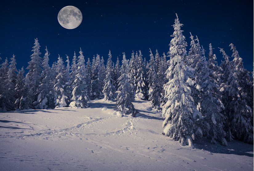 The Winter Moon Wall Mural - Murals Your Way