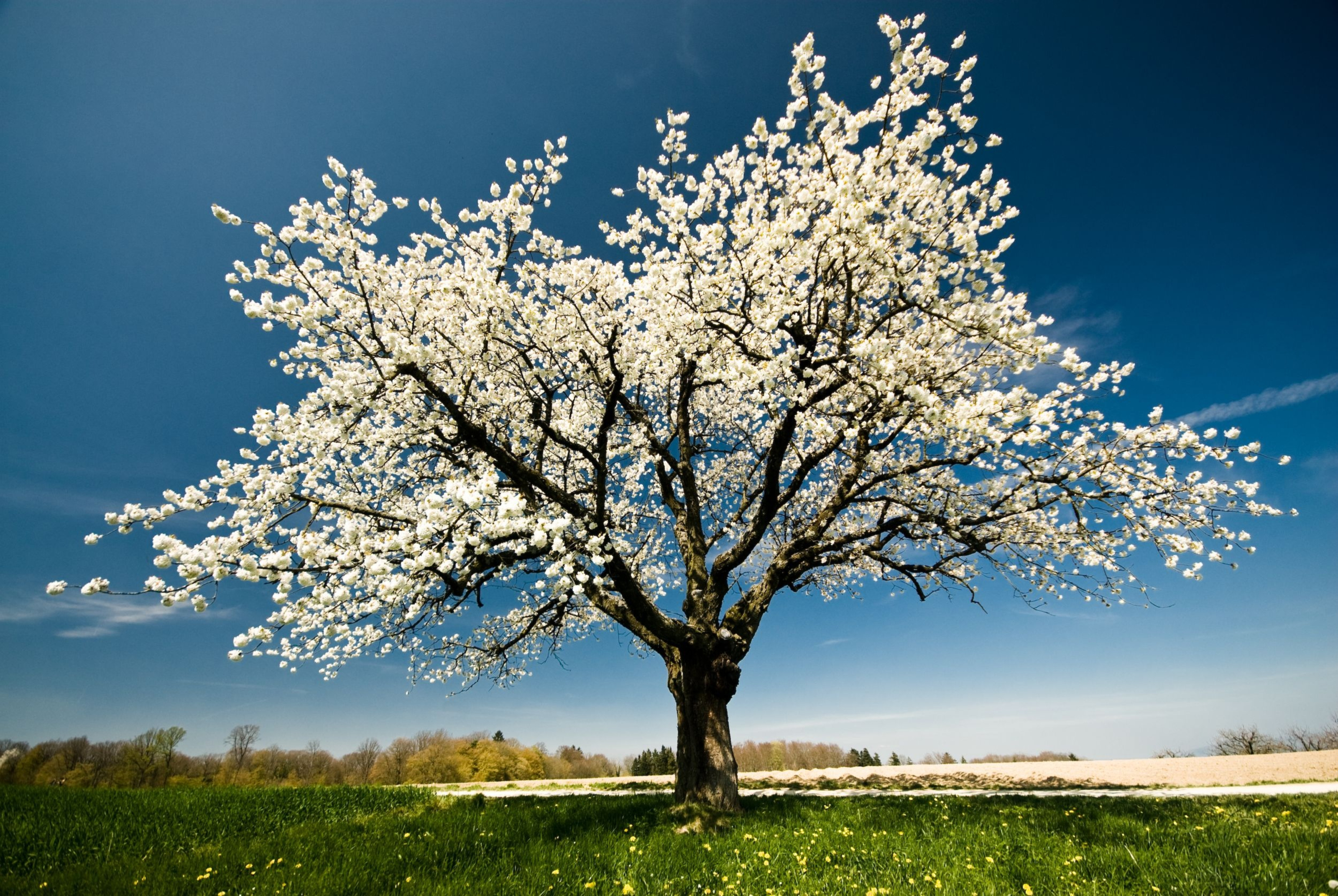 A Single Blossoming Tree in Spring Mural - Murals Your Way