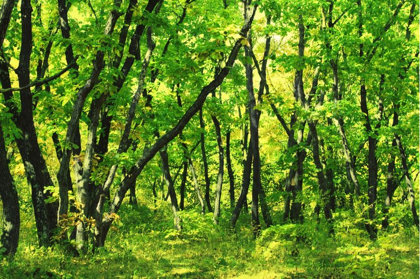 Oak Tree Thicket Wall Mural - Murals Your Way