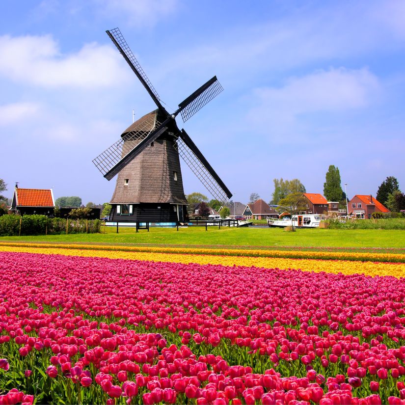 Dutch Tulip Field And Windmill Wall Mural - Murals Your Way