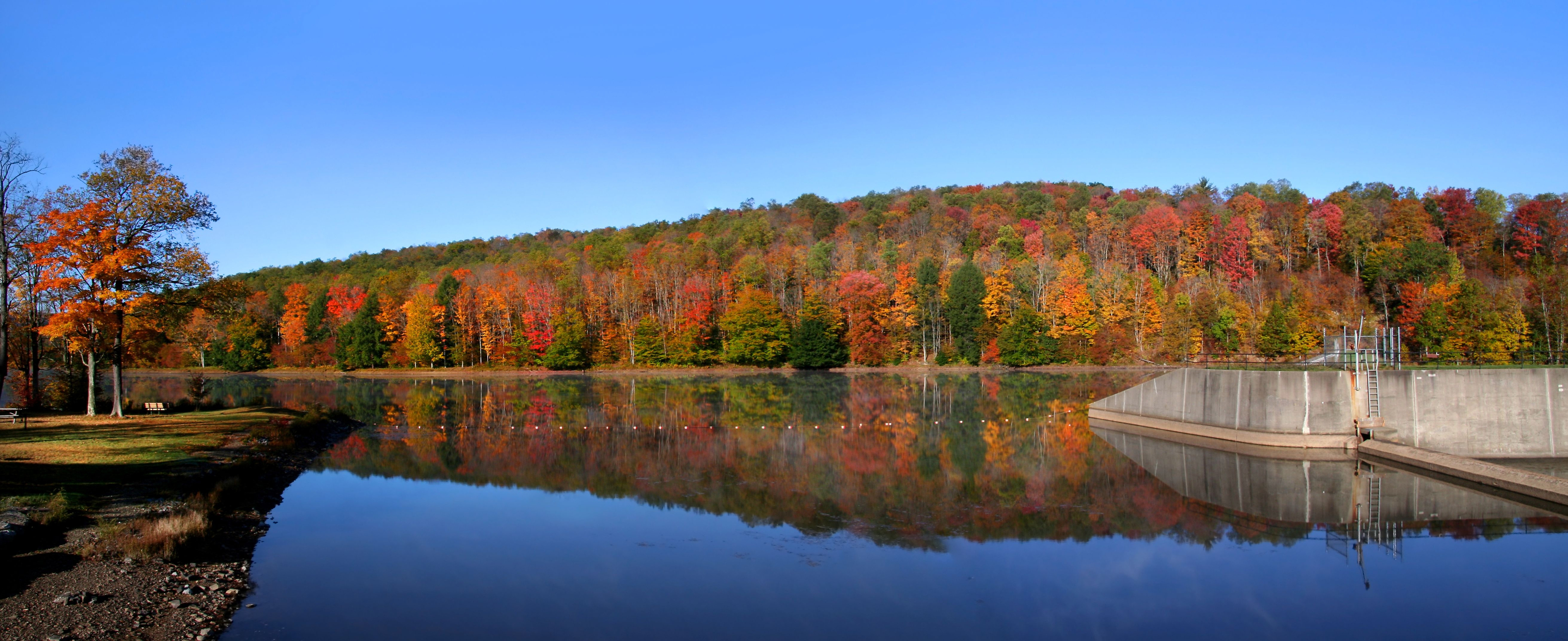 Tree Reflections Mural Wallpaper - Murals Your Way